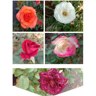 Jual bibit mawar ( lokal ) | Shopee Indonesia