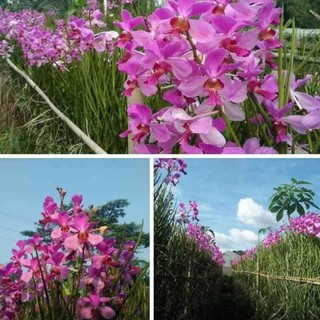 Jual Anggrek Panda Douglas Berbunga | Shopee Indonesia