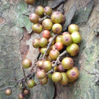 Jual DAUN & BUAH LOA /ARA 50 & 50gr | Shopee Indonesia