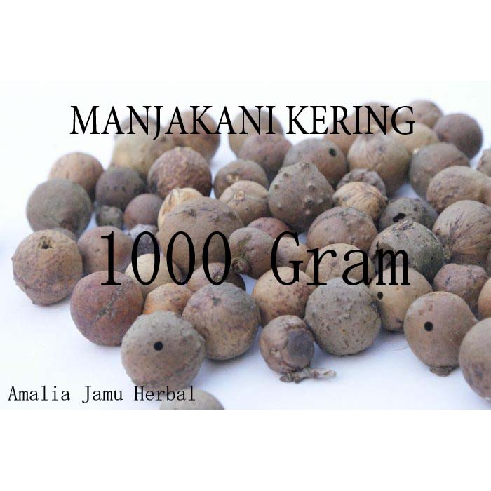 Jual Biji Manjakani Kering 1kg / oak galls / herbs seed Quercus ...