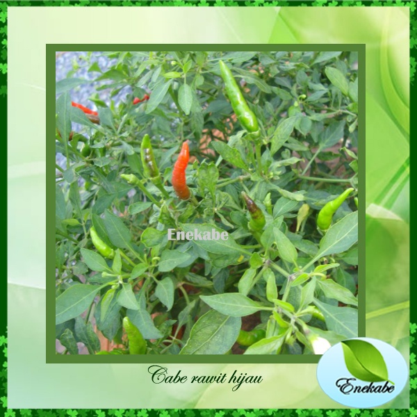 Jual Bibit Cabe Rawit Hijau Benih Cabai Bibit Tanaman Sayuran | Shopee ...