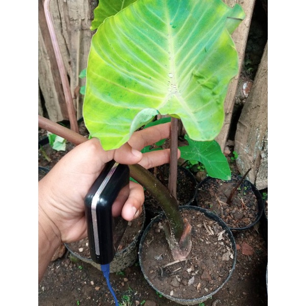 Jual PROMO ! sente hitam variegata golden / sente ireng yellow ...