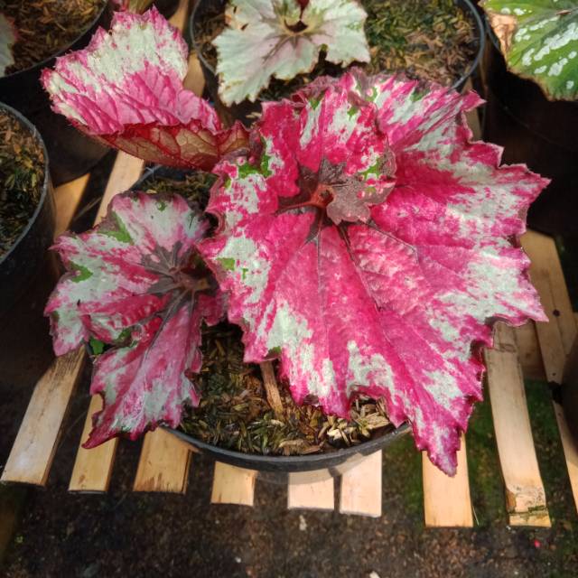 Jual Tanaman Hias Begonia Daun merah | Shopee Indonesia