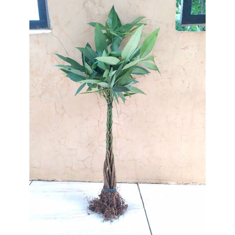 Jual tanaman hias pacira kepang 9 tinggi (70-85 CM) lebih/Pachira Money ...