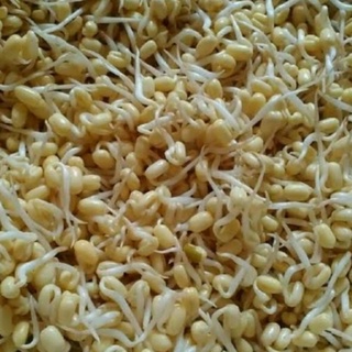 Jual TOGE KECAMBAH PENDEK | Shopee Indonesia