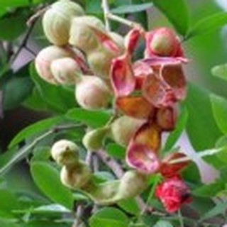 Jual Tanaman Asam Kranji (Tinggi 30-50 cm) | Shopee Indonesia