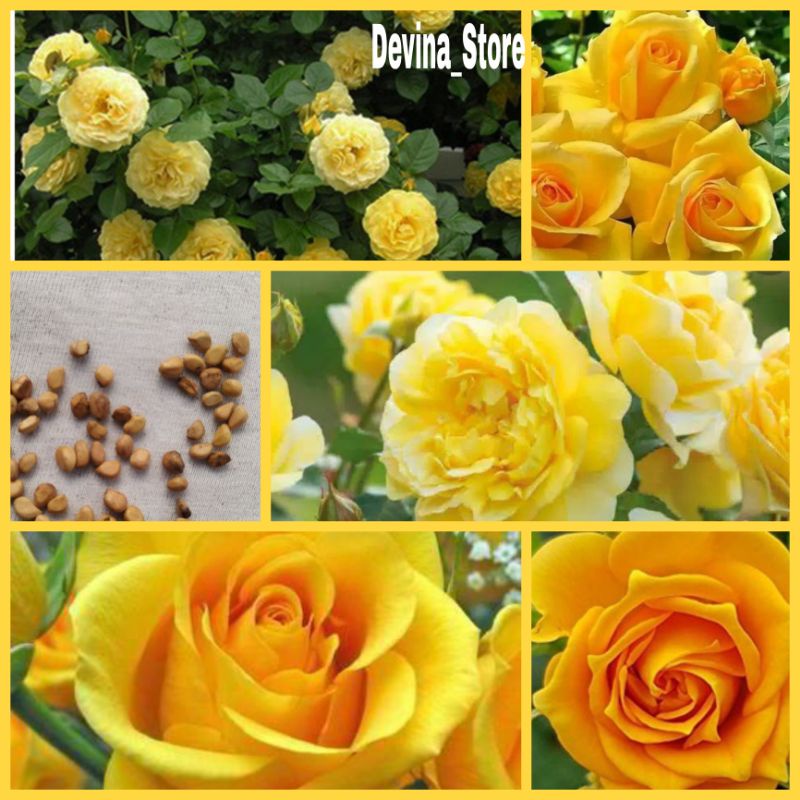 Jual Biji Bunga Mawar (kuning) | Shopee Indonesia