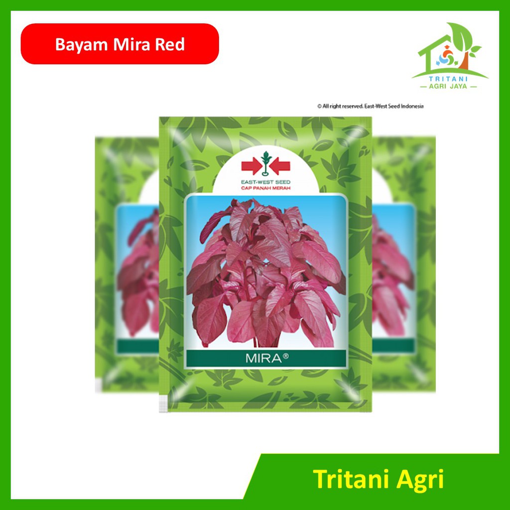 Jual Benih Bayam Merah Mira Panah Merah isi 20000 biji Original Mudah ...