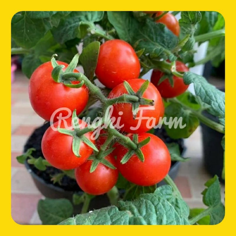Jual Biji Benih Tomat MICRO DWARF MINI BELL (12biji) | Shopee Indonesia