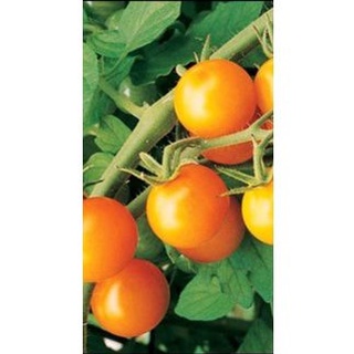 Jual Tanaman tomat Cherry/Pohon Tomat Cherry | Shopee Indonesia