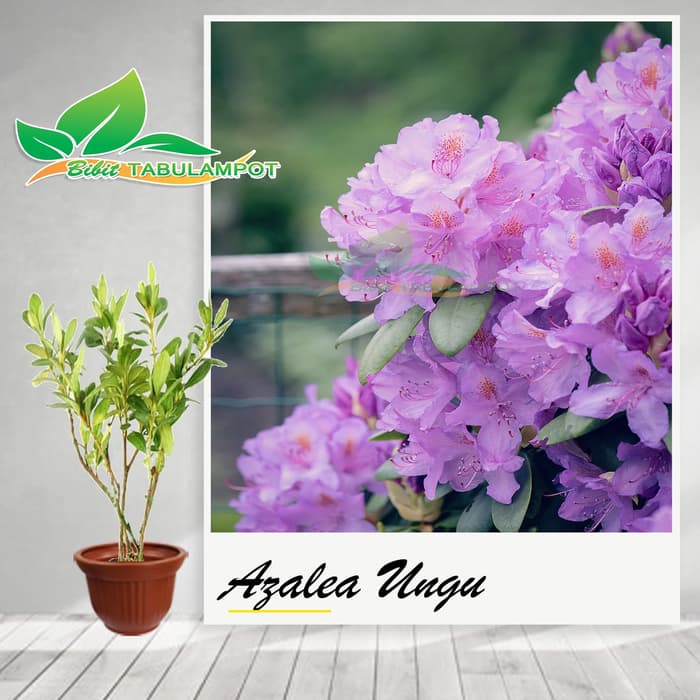 Jual Bibit Tanaman Hias Bunga Azalea Ungu Berbunga ( Tanaman hidup ...