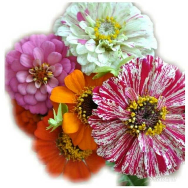 Benih bunga zinnia thumbelina dwarf bunga kertas pendek | Shopee Indonesia