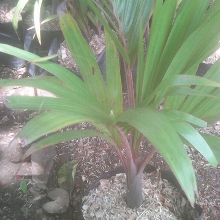 Jual Palem Merah Tanaman Taman/ Pohon Palem Merah Indah/ Palem Botol ...