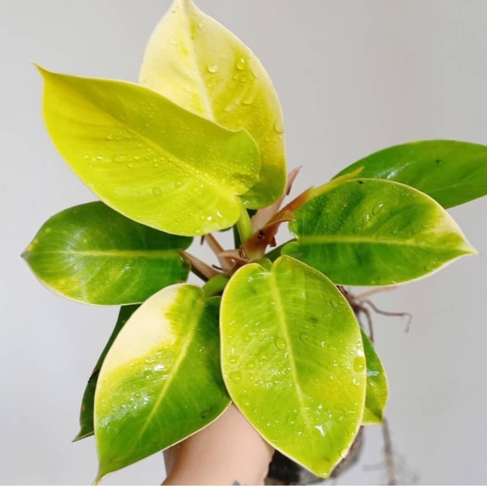 Jual tanaman hias philodendron lemon - philo lemon - philo moonlight ...