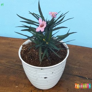Jual Tanaman hias Ruelia bunga pink - Ruellia brittoniana Katie pink ...