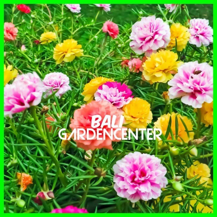 Jual Stek 20 Mix Bunga Krokot Daun Runcing - Portulaca Grandiflora ...