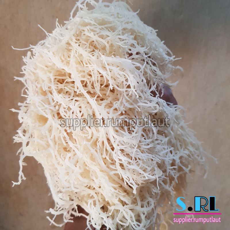 Jual Rumput Laut 1kg, Rumput Laut Es, Rumput Laut Kering, Rumput Laut ...
