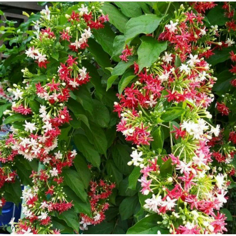 Jual Tanaman Hias Hidup Bunga Melati Belanda pink putih Indonesia ...