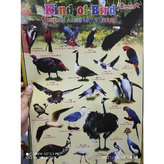 Jual Poster binatang buas poster hewan poster burung murah | Shopee ...