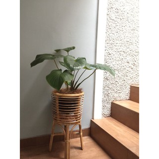Jual STANDING POT ROTAN 55cm / TEMPAT POT BUNGA & TANAMAN DARI ROTAN ...