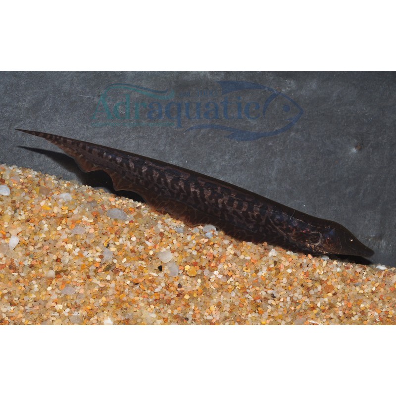 Jual (BANDUNG) IKAN HIAS OSSA KNIFEFISH TEROMPET RHAMPHICHTHYS ...