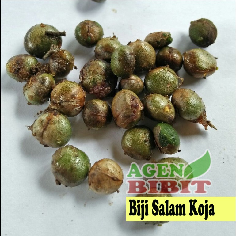 Jual Benih Biji Bibit Salam Koja 25 Butir - Daun Kari Temurui Temuru ...