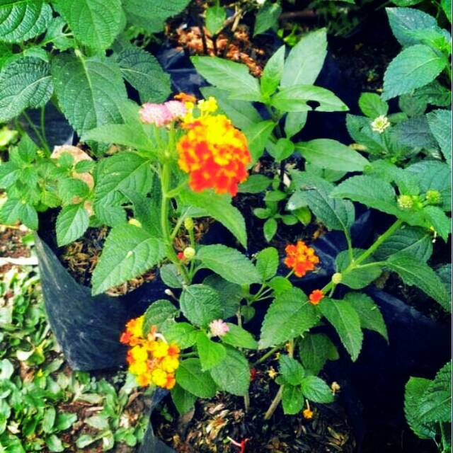Tanaman Bunga Lamtana Tanaman Lantana Tanaman Lamtana | Shopee Indonesia