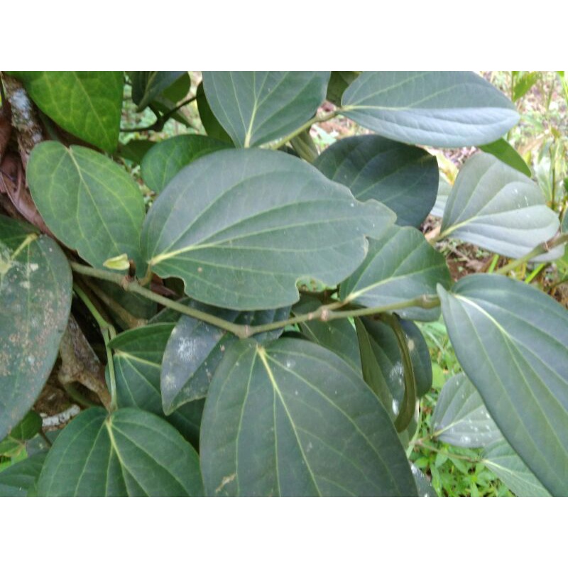 Jual Bibit Lada Perdu Lada Jawa 20cm | Shopee Indonesia