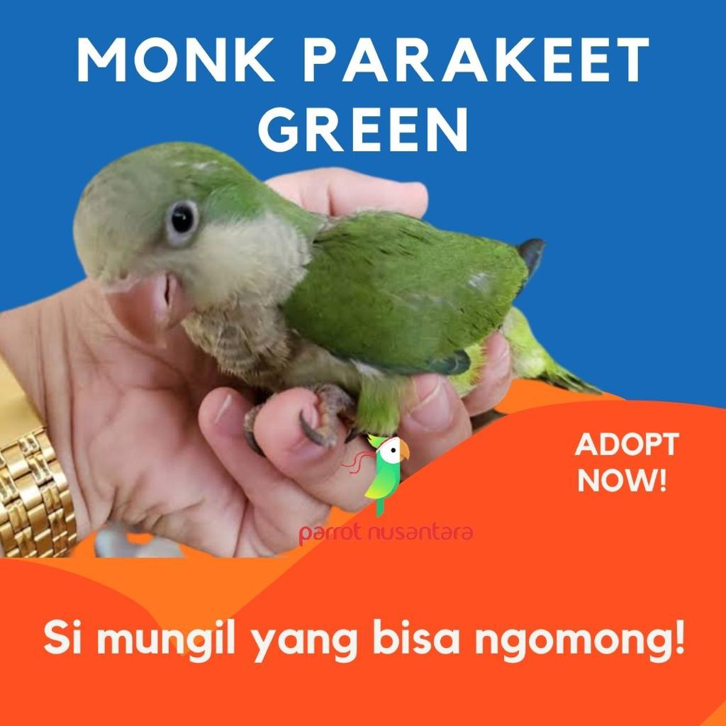 Jual Burung Parrot Monk Parakeet Green Jinak Anakan | Shopee Indonesia