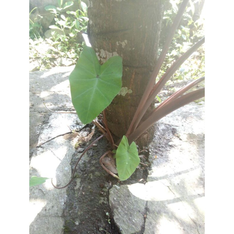 Jual keladi/talas hitam herbal 3 pohon | Shopee Indonesia