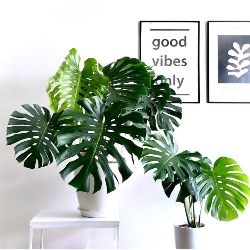 Jual Tanaman hias monstera king deliciosa-monstera deliciosa-monstera ...