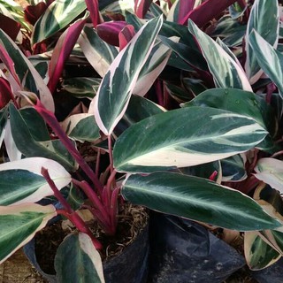 Jual (Beli 2 Gratis 1) Tanaman Hias Calathea Tricolor / Merah Putih ...