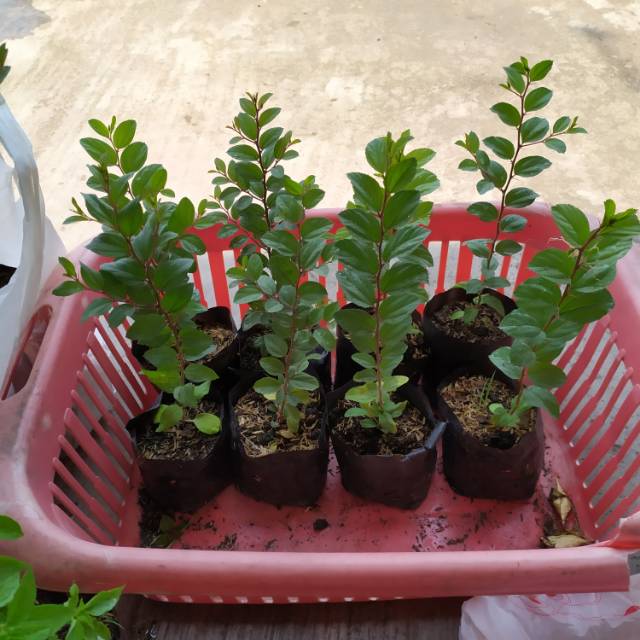 Jual Bidara arab sidr asli batang merah lokasi palembang | Shopee Indonesia