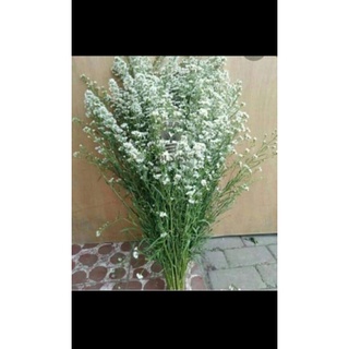 Jual Bunga pikok potong fresh warna putih per ikat isi 15 sampai 30 ...