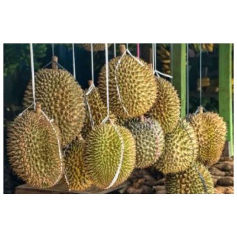 Jual buah DURIAN BULAT ASLI LAMPUNG | Shopee Indonesia