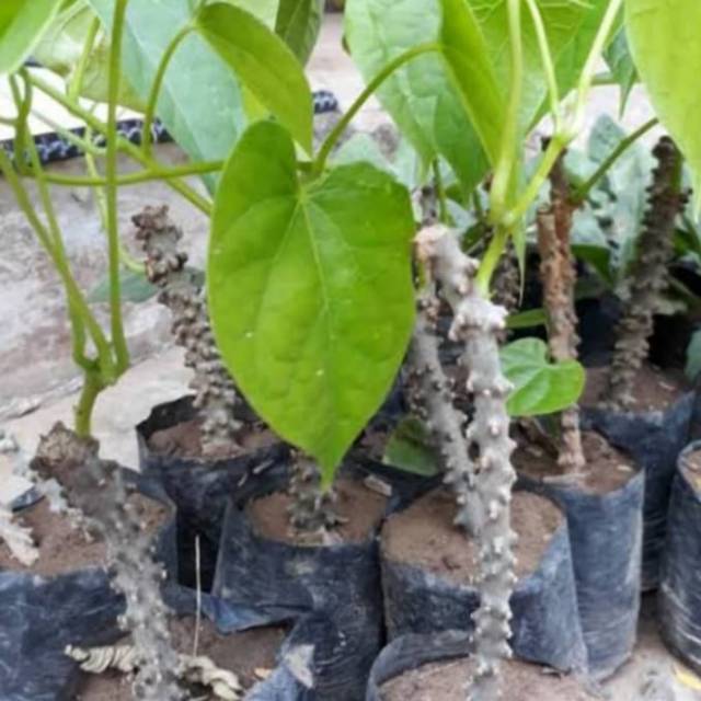 Jual Pohon antawali / brotowali - tanaman herbal rambat pohon anyawali ...