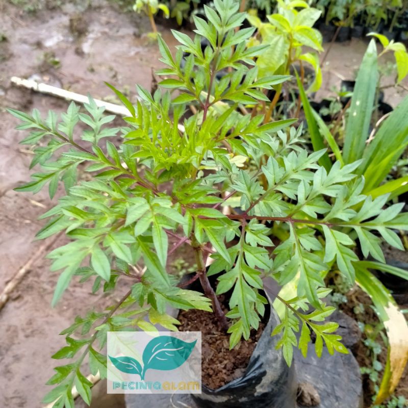 Jual Beli 2 gratis 1 Bibit tanaman daun kenikir/Pohon ulam raja ...