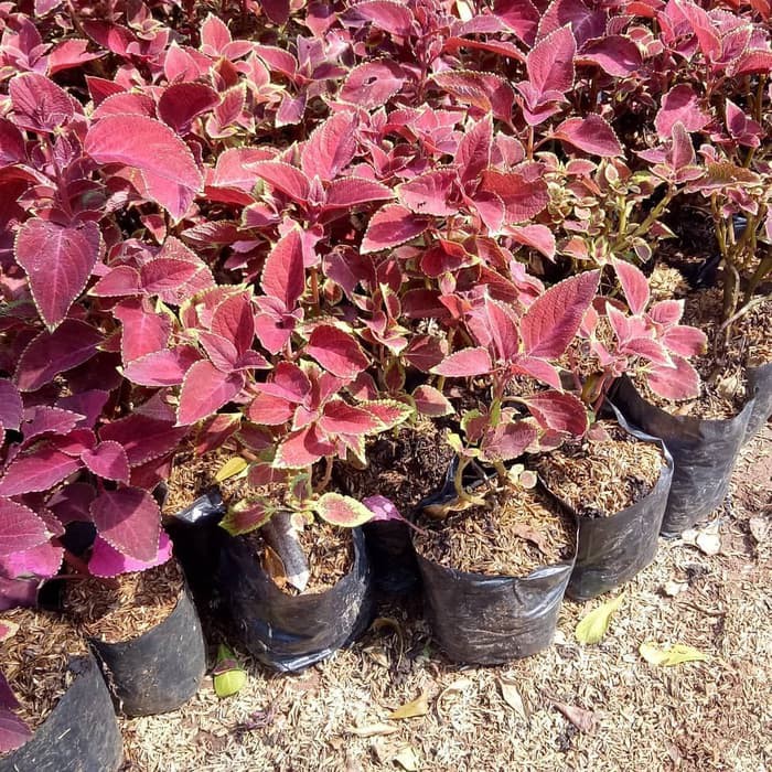 Jual tanaman miyana merah - tanaman herbal miyana merah - pohon miana ...
