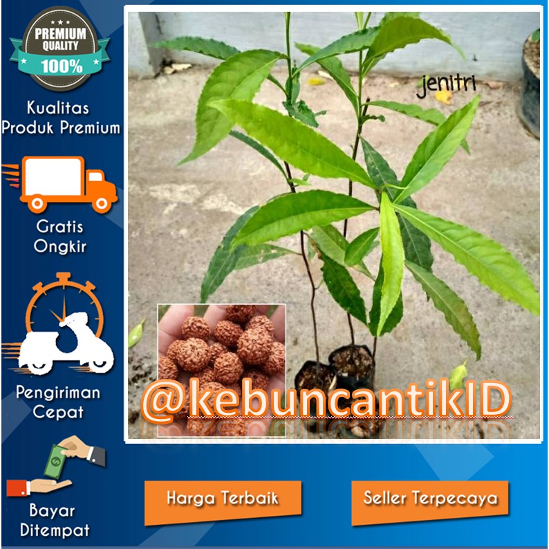 Jual PROMO ( Beli 3 Ggratis 1 ) Bibit Tanaman Jenitri / Genitri ...