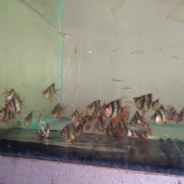 Jual Ikan hias tetra sumatra balon/perot, Tiger barb, | Shopee Indonesia