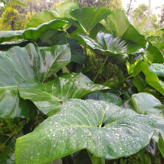 Jual Talas Hutan Beneng Tanaman Hias Langka Daun Tales sente Alokasia ...