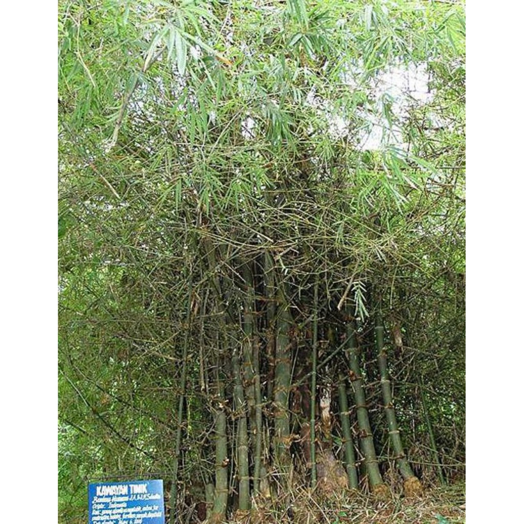 Jual Bibit bambu duri / ori / Bambusa blumeana / thorny bamboo / bambu ...
