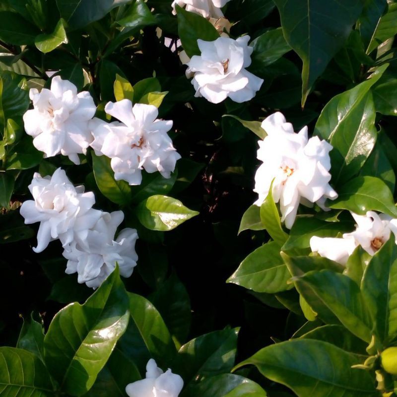 Jual tanaman hias hidup bunga ceplok piring(bunga harum) | Shopee Indonesia