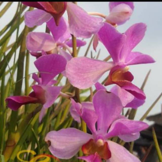 Inilah Gambar Bunga Anggrek Cantik yang Lagi Ngetrend - Informasi ...