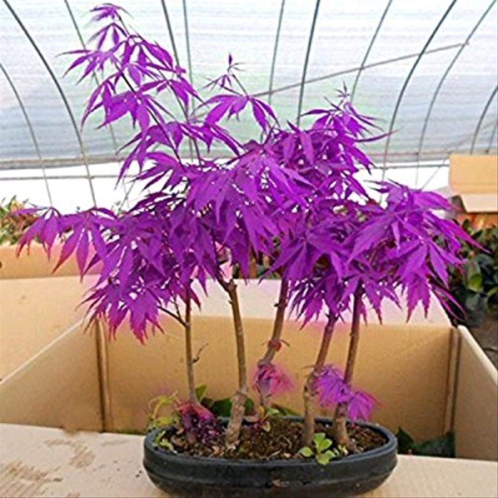 Jual 1 purple Japanese maple seeds rare indoor bonsai tree seeds purple ...