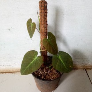 Jual tanaman philodendron mican - philo mican - pohon mican - tanaman ...