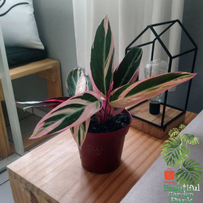 Jual Tanaman hias meranti bali - Tanaman hias Calathea tricolour ...