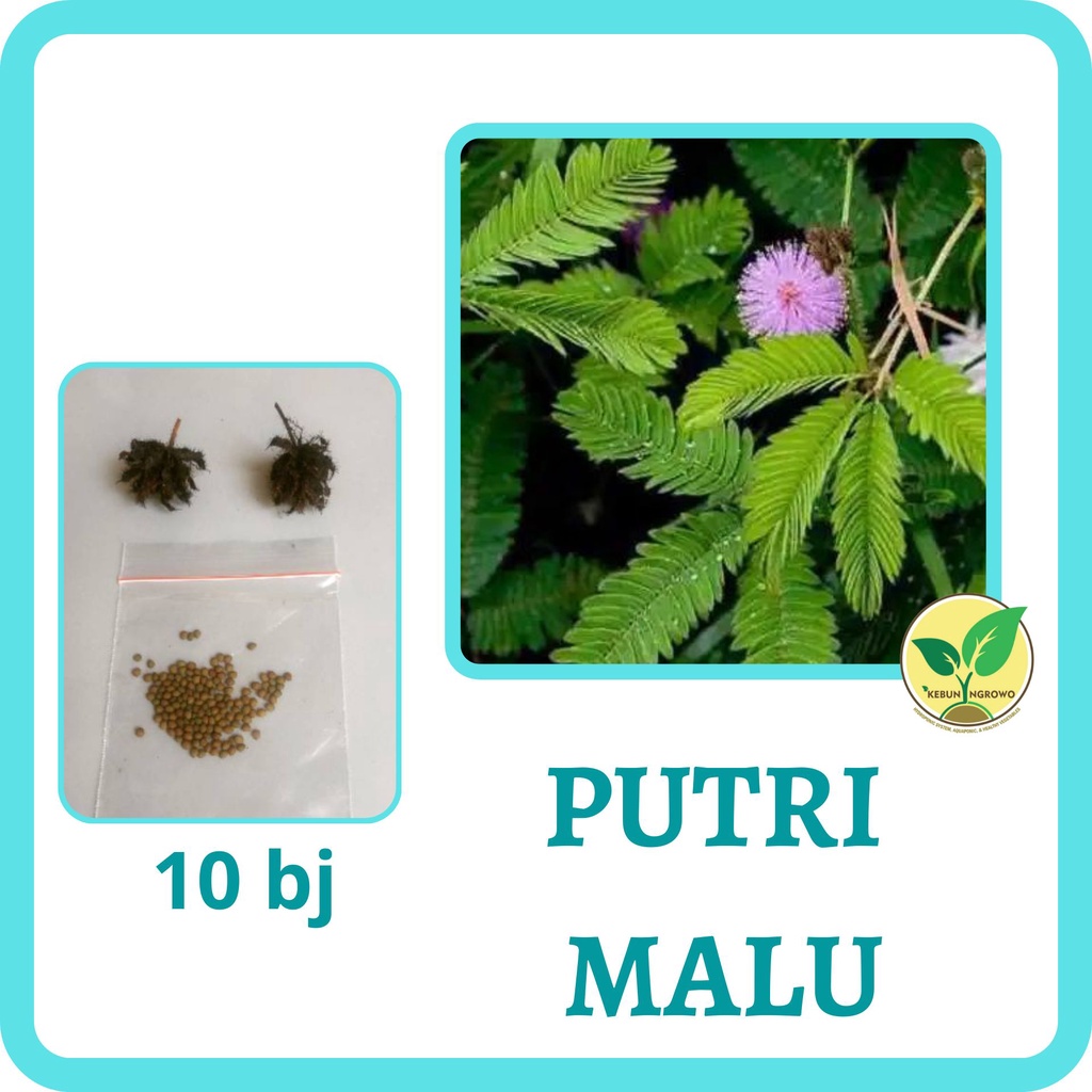 Jual 10 Biji Benih Bunga Putri Malu sensitive plant Mimosa pudica seeds ...
