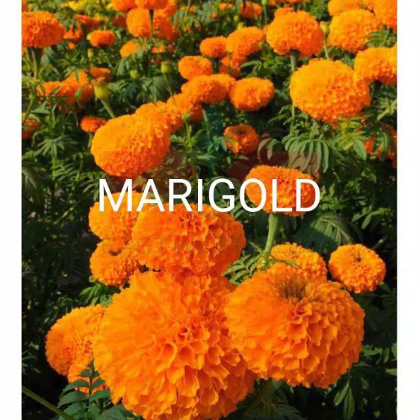 Jual Benih / Biji / Bibit / Tanaman Bunga Marigold Orange Maharani F1 ...