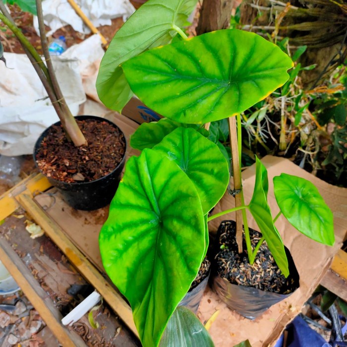 Jual Bunga Hias Alokasia Dragon Alocasia Dragon Tanaman Hias Murah ...